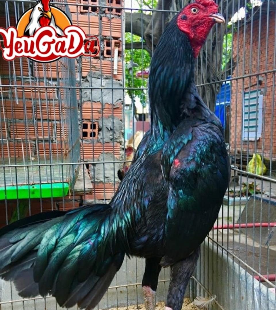 Top hình ảnh gà chọi đẹp nhất năm 2022 - Yêu gà đá